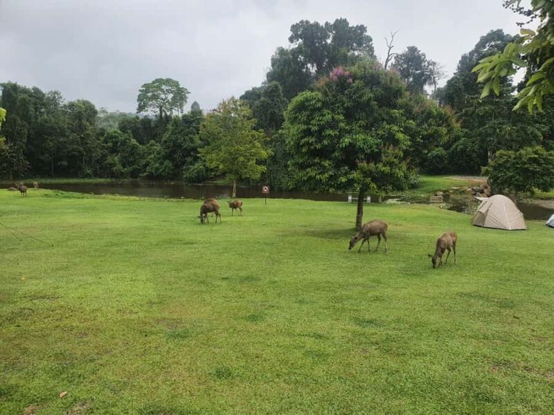 Bangkok: Khao Yai Waterfalls, Deer Spotting & Jungle Walks - Final Thoughts on the Experience