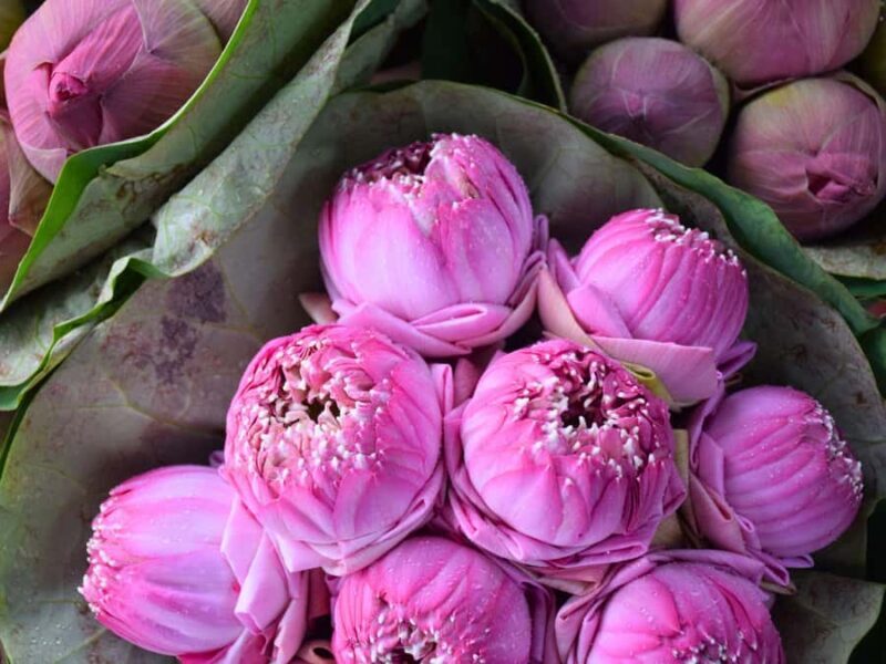 Bangkok: Lotus Fields, Orchid Farm, and Flower Market Tour - An Overview of the Tour Experience