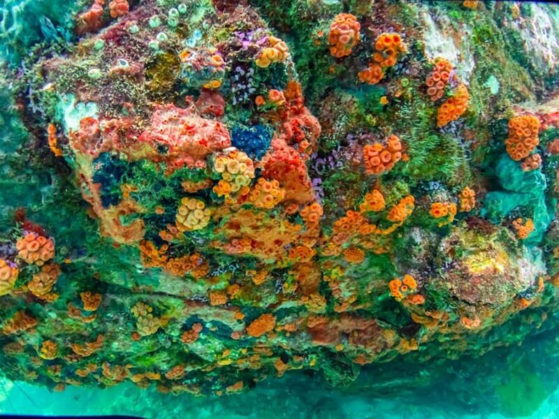 Bangkok: Nemo Island Day Trip with Drone Photos and Lunch - What Makes This Tour Stand Out?