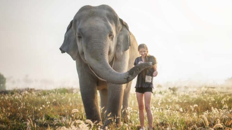 Bangkok: Pattaya Elephant Jungle Sanctuary Half-Day Tour - Authentic Experiences and Reviews