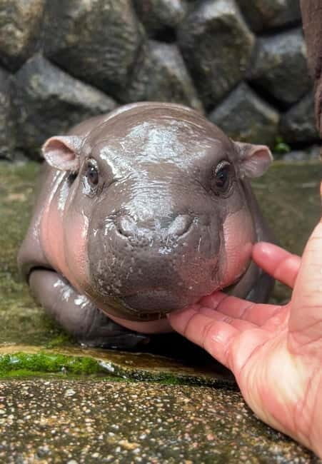 Bangkok/Pattaya: Khao Kheow Zoo Private Tour with Pickup - Who Should Book This Tour?