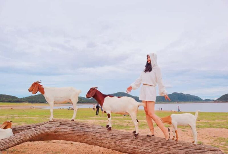 Bangkok: Pranburi Dam, Goat Feeding, and Lunch Day Trip - Key Points