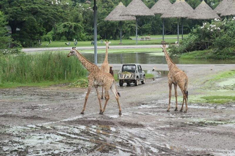 Bangkok Safari & Marine Park - Authentic Encounters and Visitor Perspectives