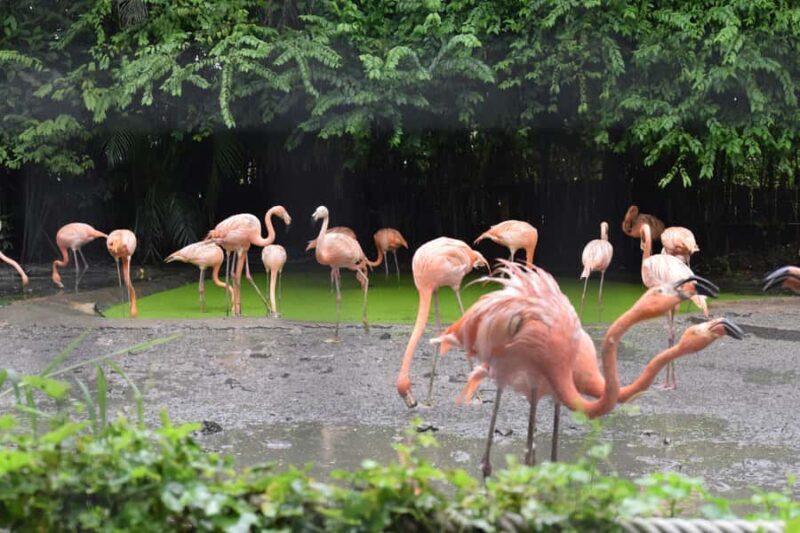 Bangkok Safari & Marine Park - The Bottom Line
