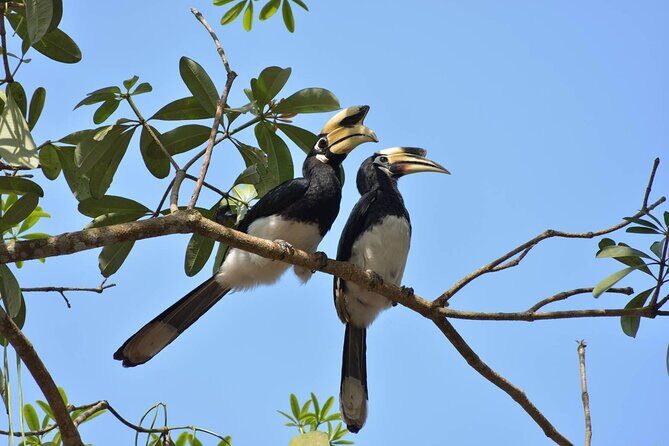 Bangkok to Ayutthaya and Khao Yai National park (4 days) - FAQs