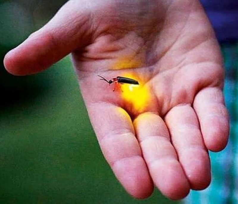 Bangkok to DuBua Café & Amphawa Private Day Trip - FAQs