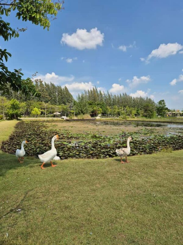 Bangkok to DuBua Café & Amphawa Private Day Trip - Final Thoughts