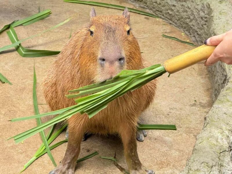 Bangkok to Moo Deng: Private Transfer To Khao Kheow Zoo - FAQ