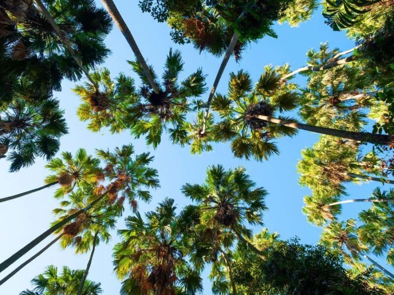 Bangkok: Uthai Thani Day Trip with Floating Temple Visit - Key Points