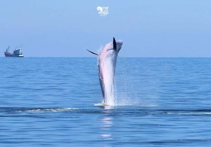 Bangkok: Whale Watching Experience with Breakfast and Lunch - Key Points