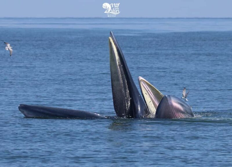 Bangkok: Whale Watching Experience with Breakfast and Lunch - An Overview of the Whale-Watching Tour from Bangkok