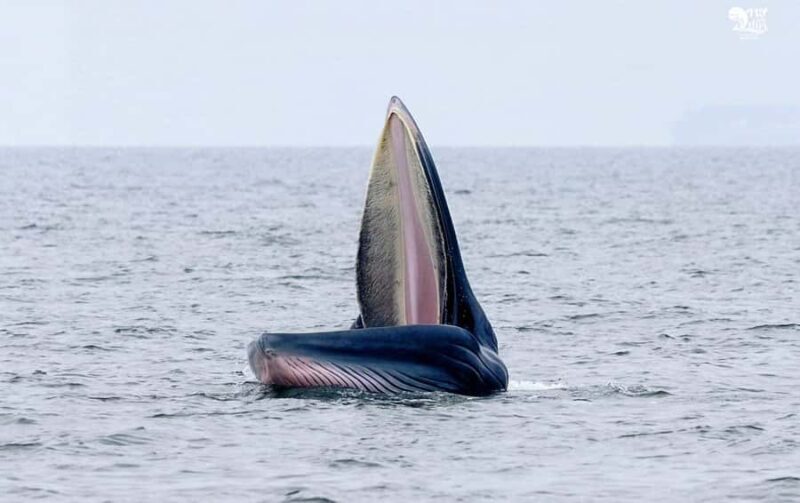 Bangkok: Whale Watching Experience with Breakfast and Lunch - The Reality of Whale Sightings