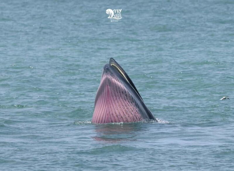 Bangkok: Whale Watching Experience with Breakfast and Lunch - Additional Practicalities