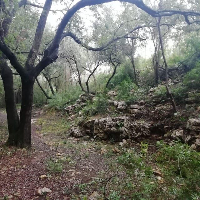 baño de bosque / bany de forêt - What to Expect from This Forest Bathing Tour