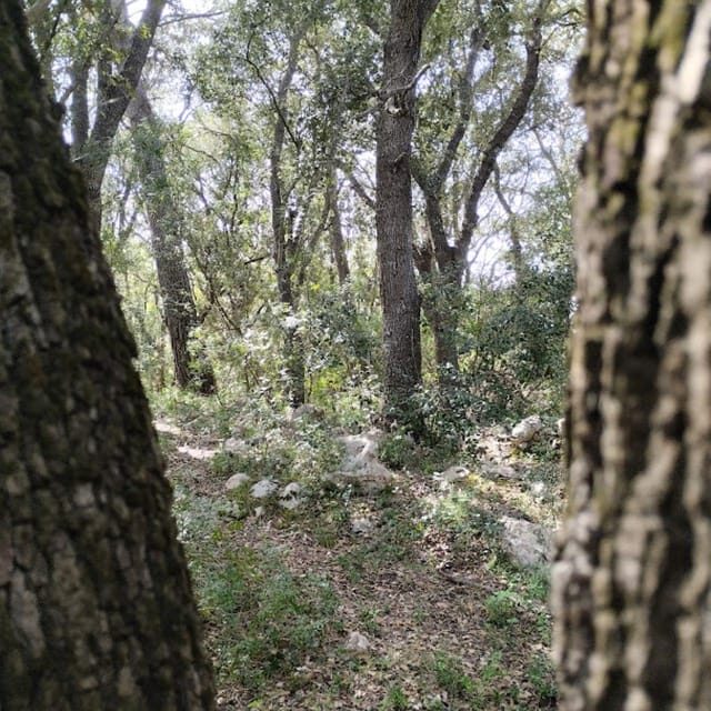 baño de bosque / bany de forêt - Authenticity and Quality of the Experience