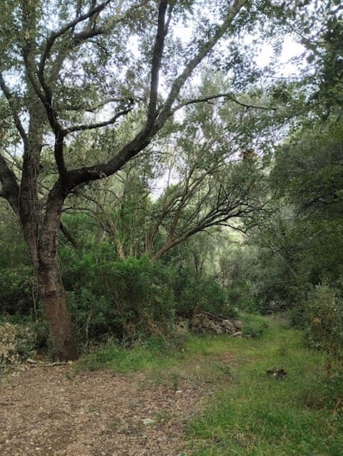 baño de bosque / bany de forêt - Who Should Consider This Tour?