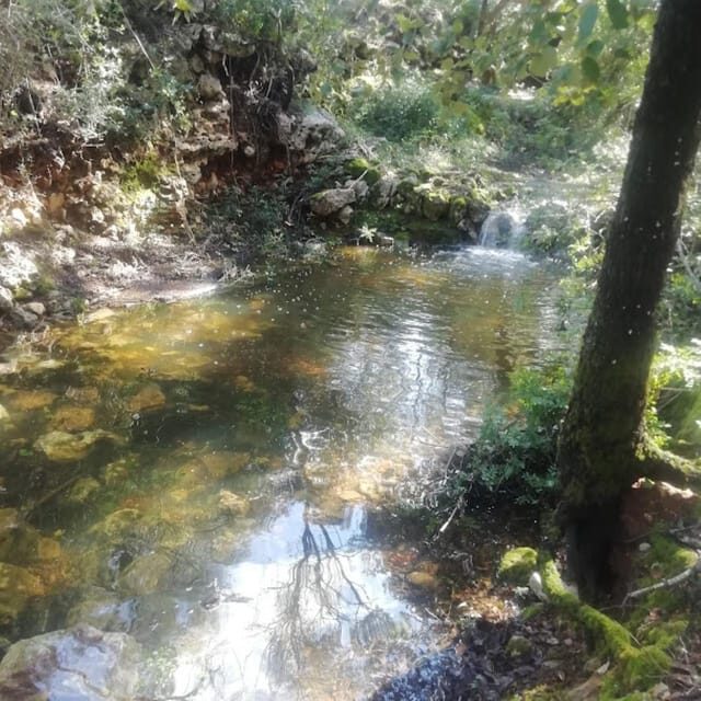baño de bosque / bany de forêt - The Sum Up: Why It’s Worth Considering