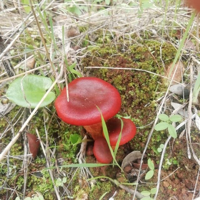 baño de bosque / bany de forêt - FAQs