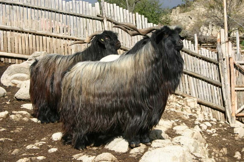 Bansko: Rare Bulgarian Pets Experience - Authenticity & Conservation at the Heart