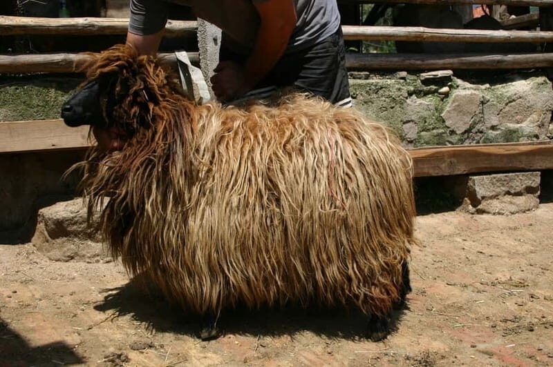 Bansko: Rare Bulgarian Pets Experience - Who Will Love This Tour?