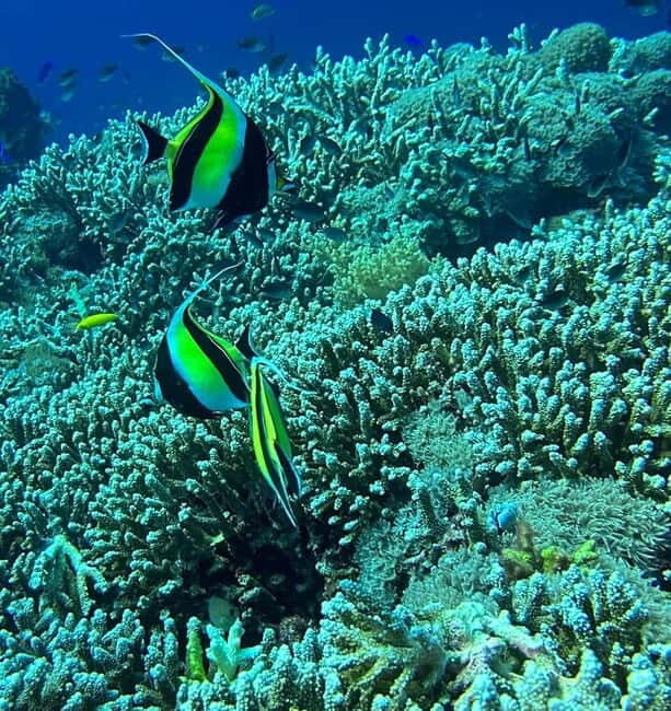 Bantayan Island: Fundive Freediving Excursion - An Honest Look at the Freediving Tour on Bantayan Island