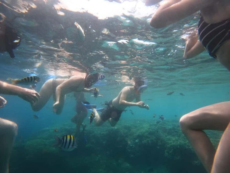 Banyuwangi: 1 Day Tour Snorkeling & Explore Menjangan Island - Key Points