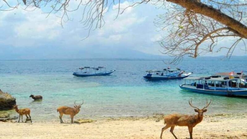 Banyuwangi: 1 Day Tour Snorkeling & Explore Menjangan Island - FAQ