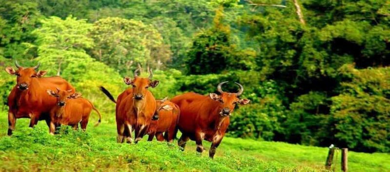 Banyuwangi: Alas Purwo National Park & G-Land Beach Tour - A Deep Dive into the Tour Experience