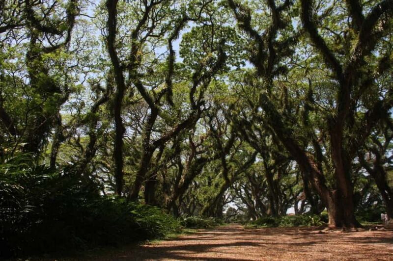 Banyuwangi: Djawatan Forest & Baluran National Park Tour - A Deep Dive into the Experience