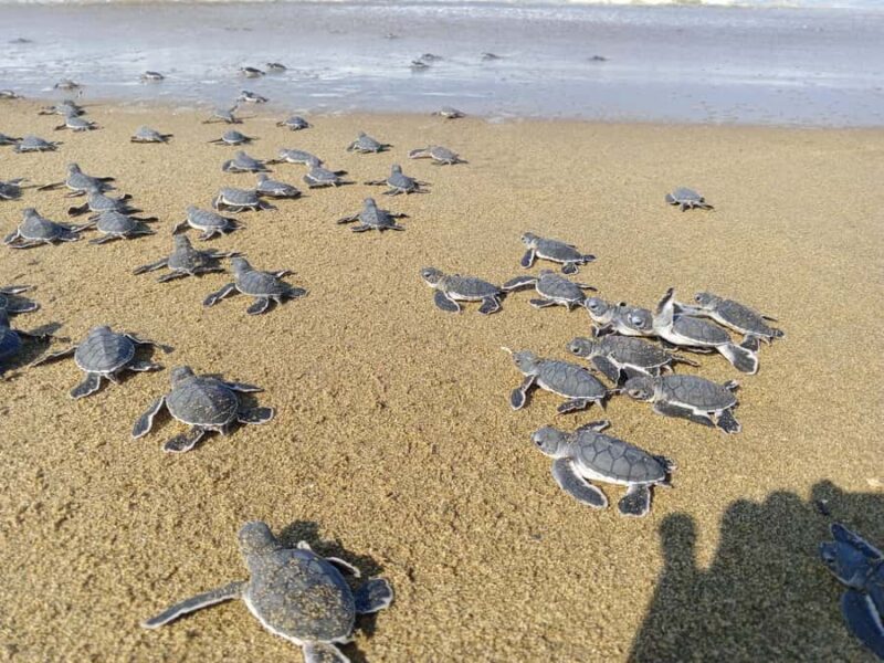 Banyuwangi hidden gem: Sukamade Beach Turtle Release Tour - FAQ