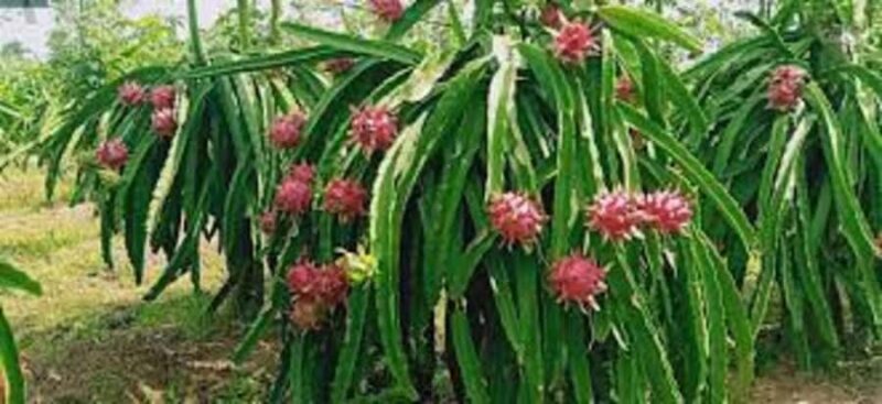 Banyuwangi: Island Hopping, Sunset, & Dragon Fruit Tour - An In-Depth Look at the Experience