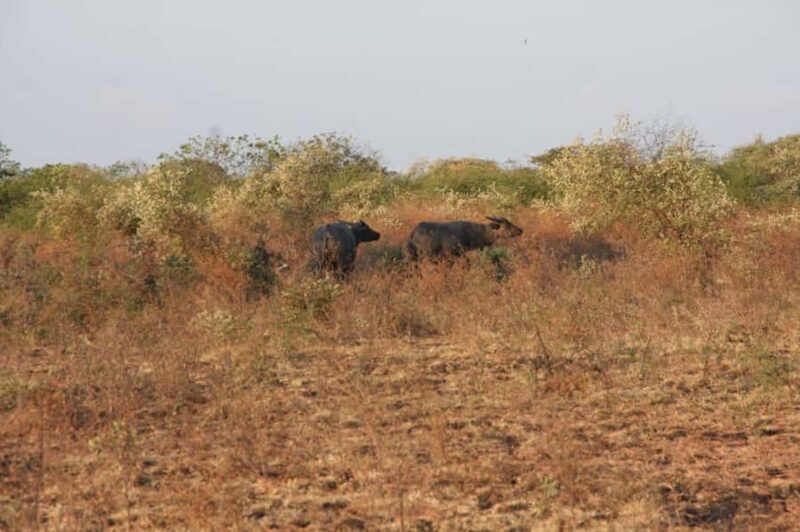 Banyuwangi: Jagir Waterfall & Baluran National Park Tour - An Overview of the Itinerary