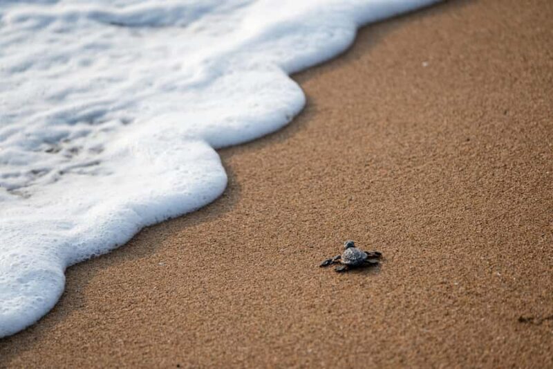 Banyuwangi: Sukamade and Green Bay 2-Day Tour - Frequently Asked Questions