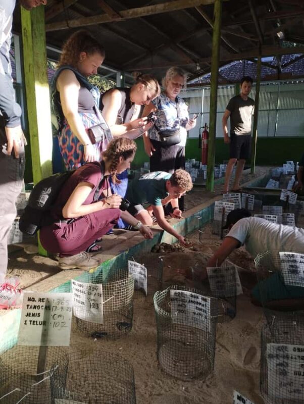 Banyuwangi: Sukamade Beach Turtle Conservation 2-Day Tour - An In-Depth Look at the 2-Day Tour Experience