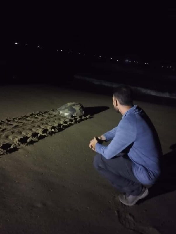 Banyuwangi: Sukamade Beach Turtle Conservation 2-Day Tour - The Sum Up