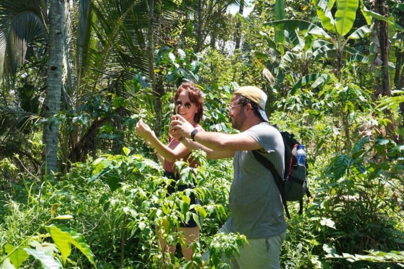 Banyuwangi: Village Walking Tour with Lunch & Coffee - An In-Depth Look at the Banyuwangi Village Walking Tour