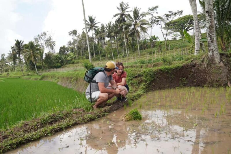 Banyuwangi: Village Walking Tour with Lunch & Coffee - Who Is This Tour Best For?
