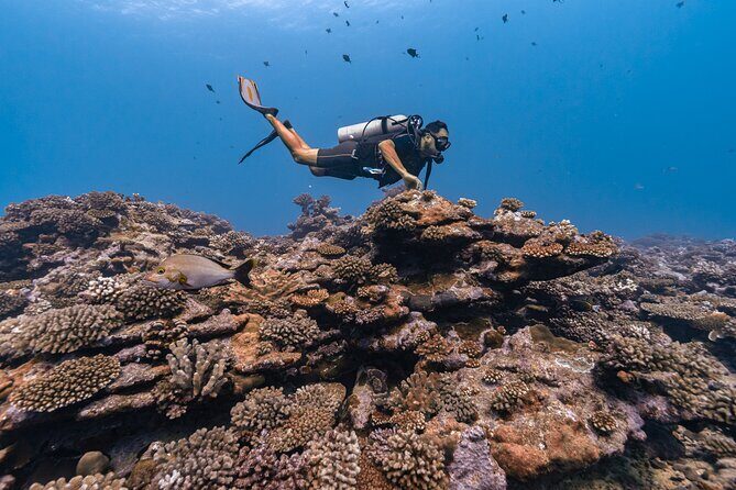 Baptism: introductory dive at Moorea Fun Dive - The Sum Up: Is This a Worthwhile Experience?