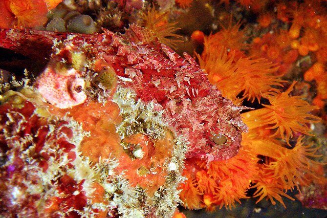 Baptism of diving in the Natural Park of the Strait - Who Is This Tour Best For?