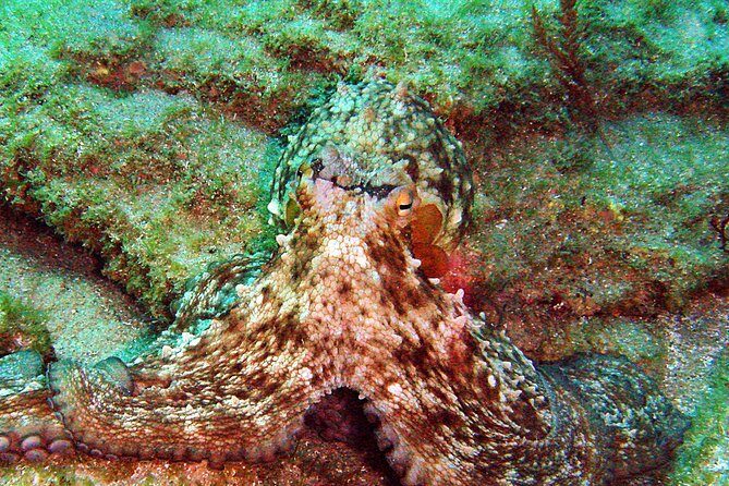 Baptism of diving in the Natural Park of the Strait - FAQ