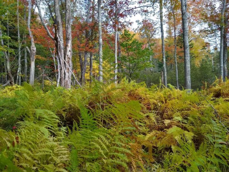 Bar Harbor: Acadia National Park Autumn Leaf Private Tour - What to Expect from the Experience