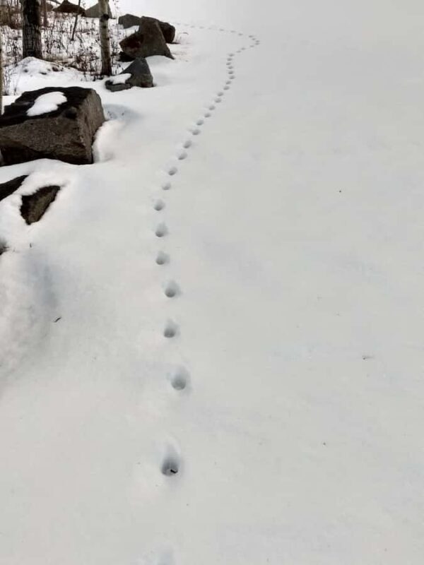 Bar Harbor, Maine: Winter in Acadia Private Driving Tour - Local Flavors and Warmth