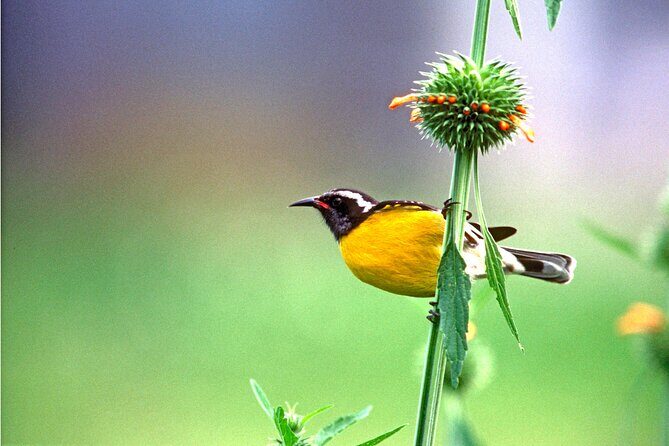 Barbados Bird Watching Experience (Transport Included) - Who Will Love This Tour?