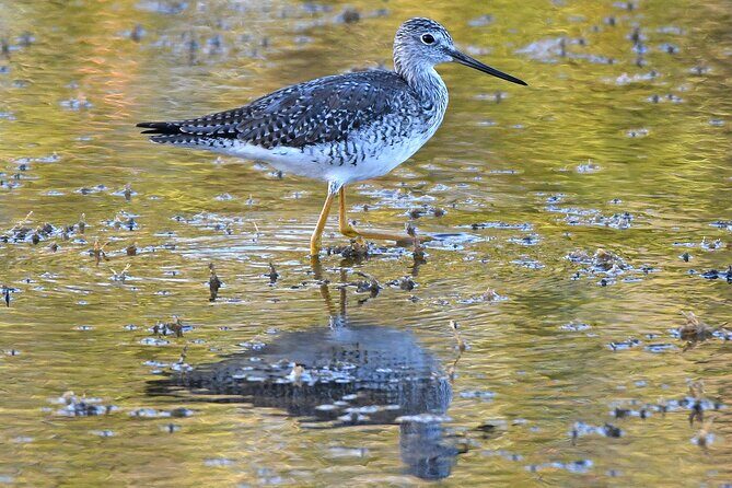 Barbados Bird Watching Experience (Transport Included) - FAQ