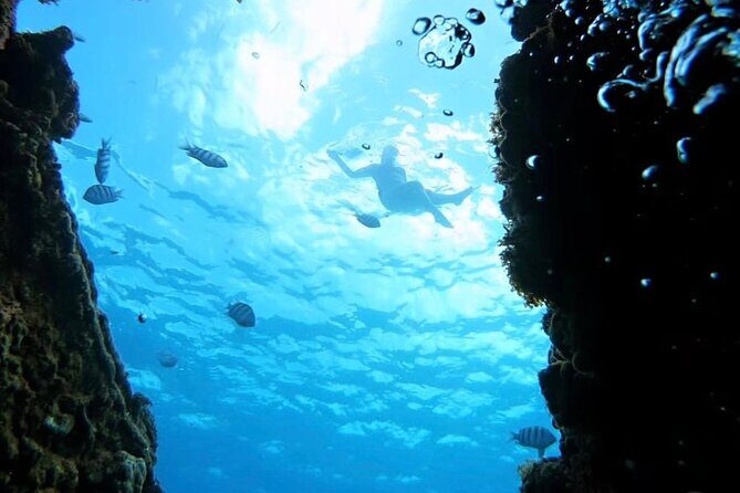 Barbados Catamaran Snorkeling Turtle and Shipwrecks tour - Why This Tour Is a Great Choice