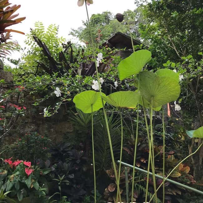 Barbados: Hunte's Garden, Artisan Studios, and Beach Tour - An Overview of the Tour Experience