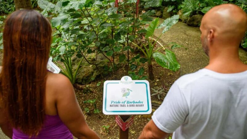 Barbados: Monkey Zip & Gully Challenge Adventure - FAQs