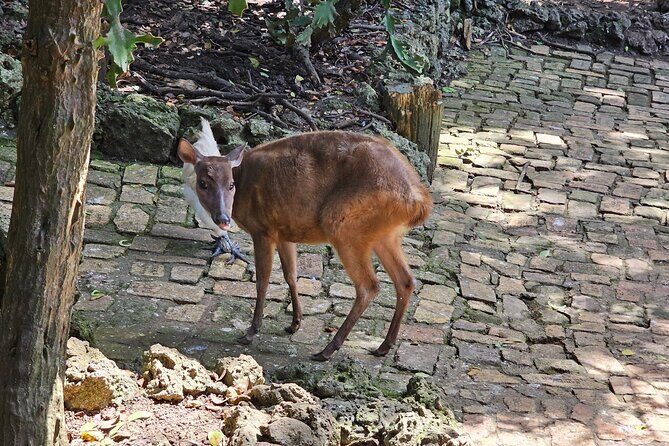 Barbados Private Scenic Tour: With Monkey Feeding Experience - An In-Depth Look at the Barbados Scenic Tour