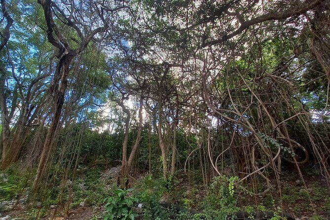 Barbados Private Scenic Tour: With Monkey Feeding Experience - The Sum Up