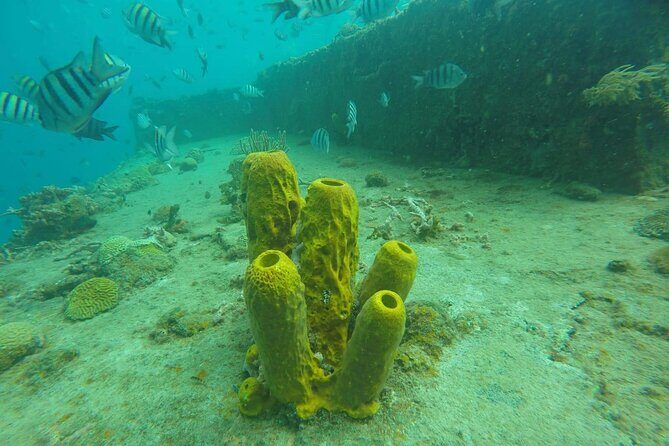 Barbados Shore Excursion: Carlisle Bay Turtle & Shipwreck - What You Can Expect on This Tour